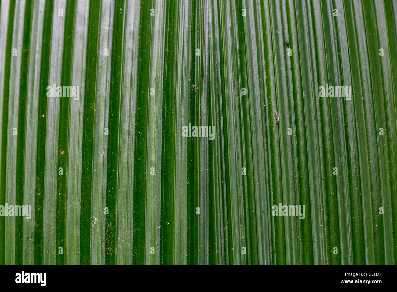 coconut leaf background Stock Photo - Alamy