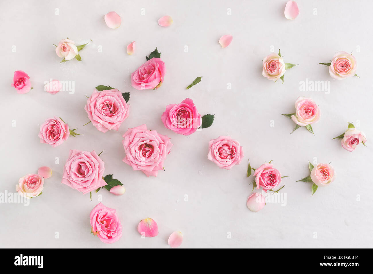 Assorted roses heads. Various soft roses and leaves scattered on a ...