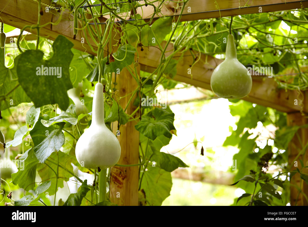 Bottle gourd hi-res stock photography and images - Alamy