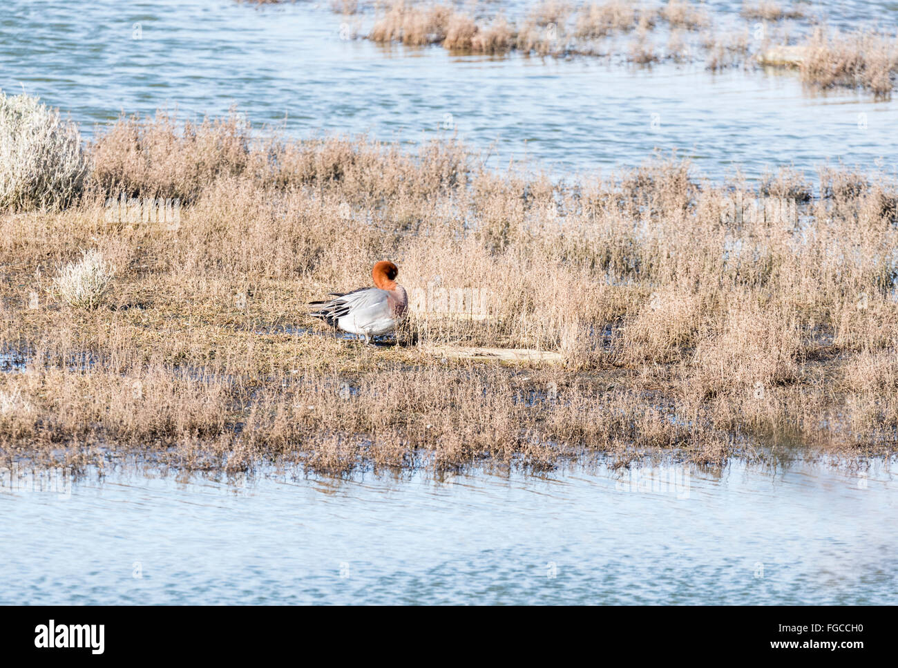 Wigeon duck hi-res stock photography and images - Alamy