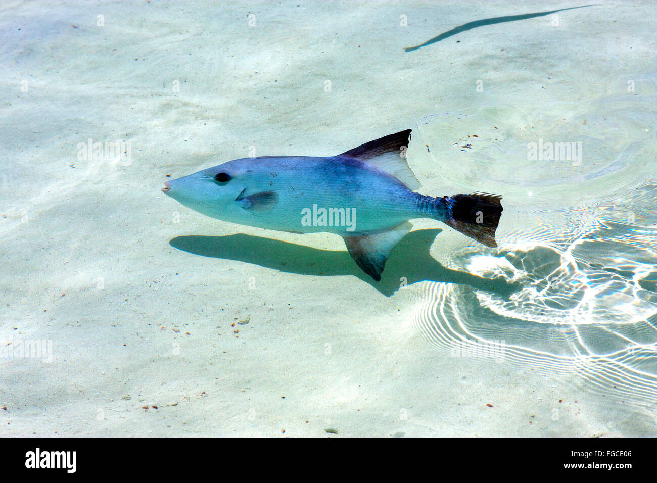 little fish isla contoy in mexico froath and foam the sea drop sunny ...