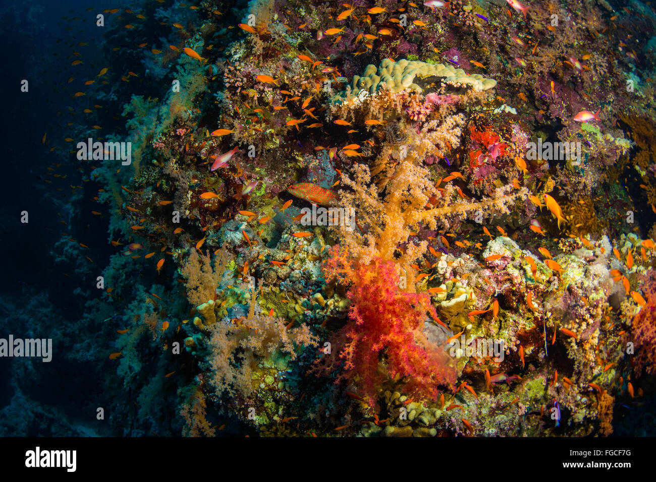 The reefs of the Red Sea Stock Photo - Alamy