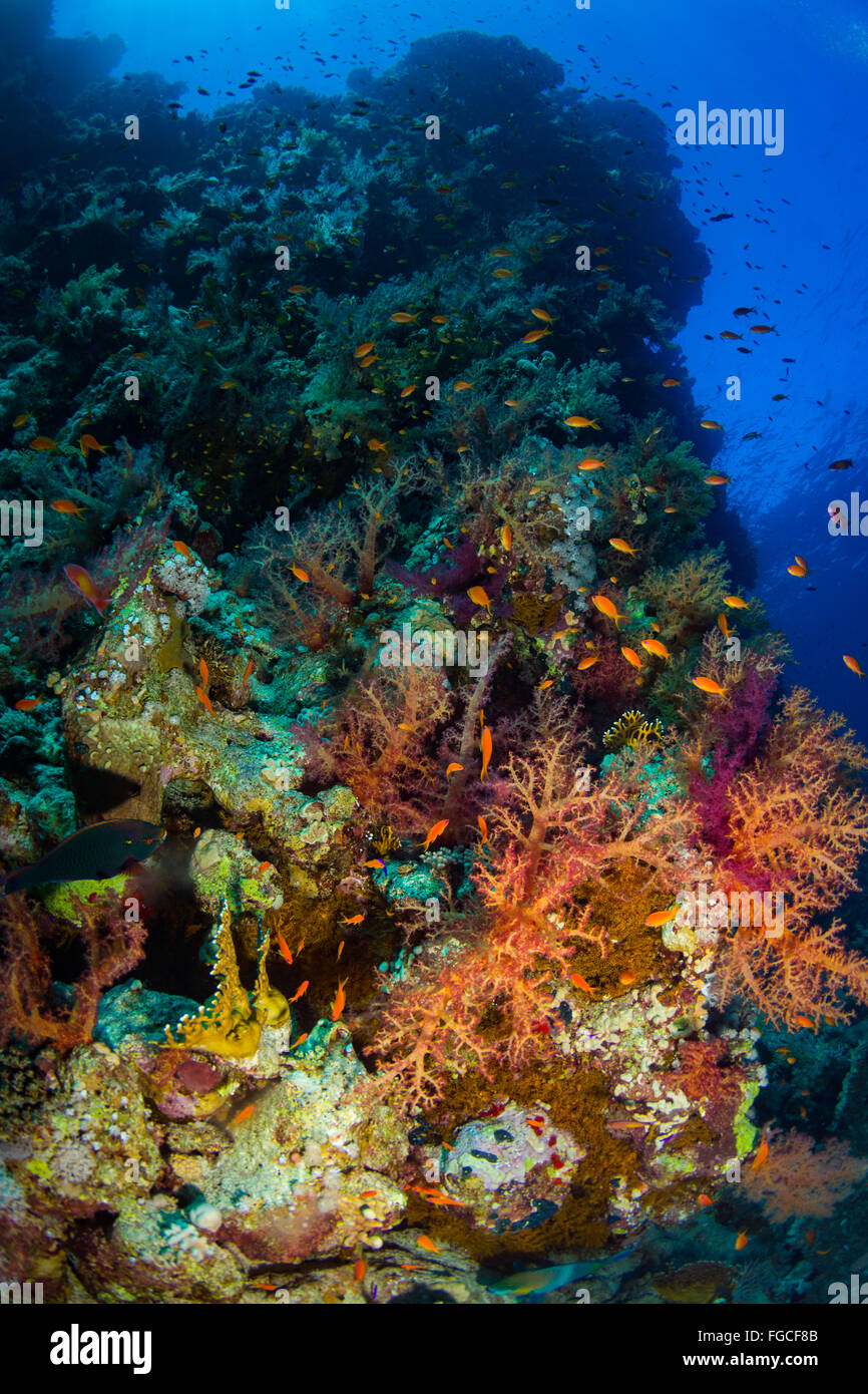 The reefs of the Red Sea Stock Photo - Alamy