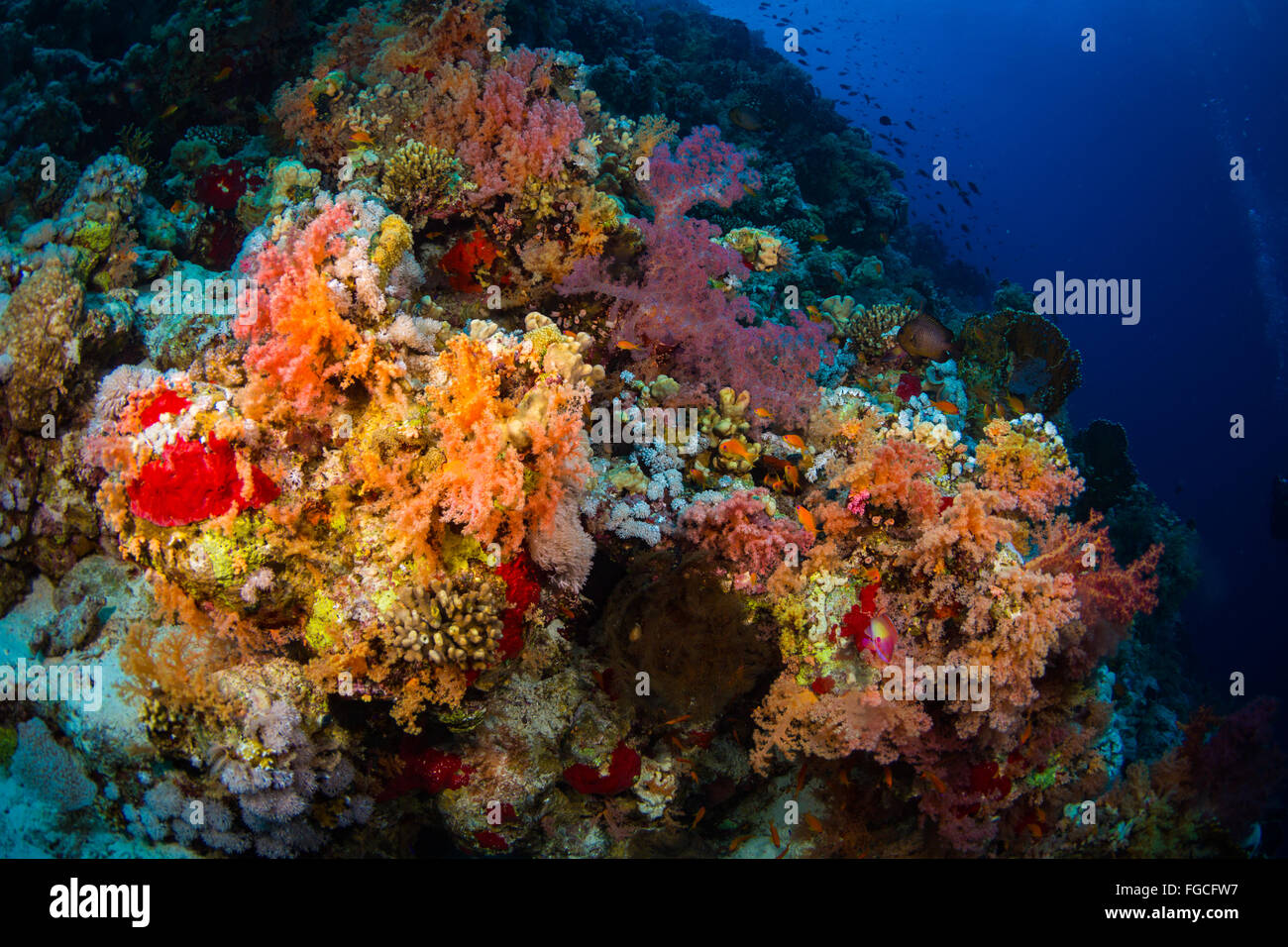 The reefs of the Red Sea Stock Photo - Alamy