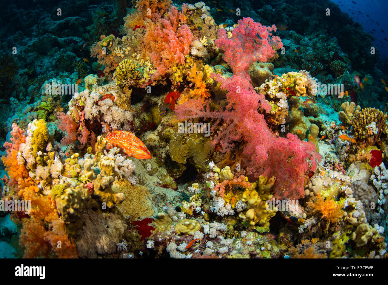The reefs of the Red Sea Stock Photo - Alamy