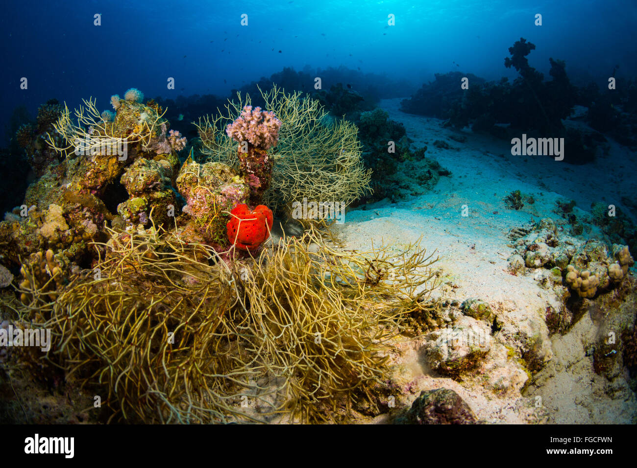 The reefs of the Red Sea Stock Photo - Alamy
