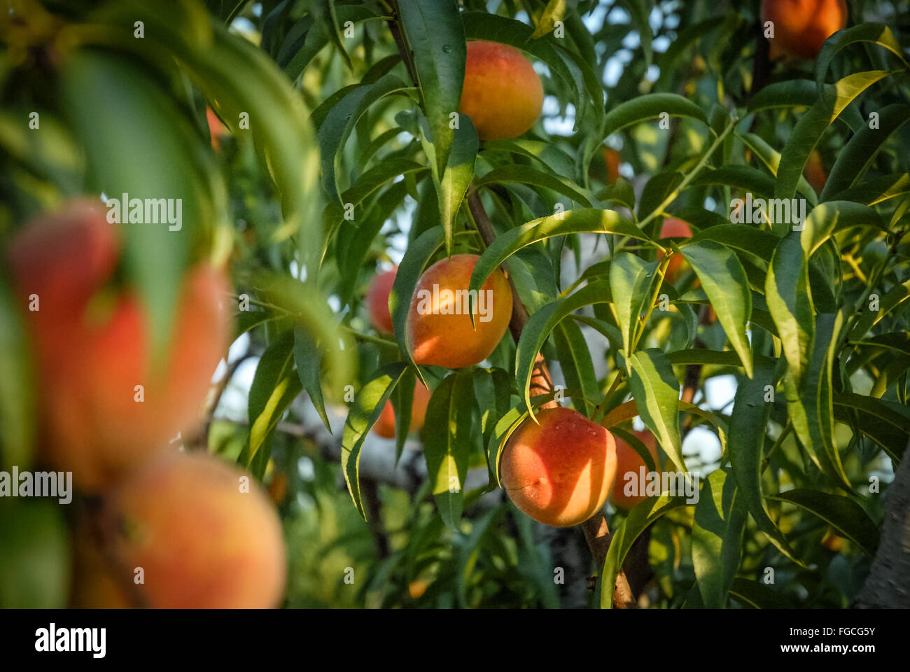 Georgia Sweet Orange Tree