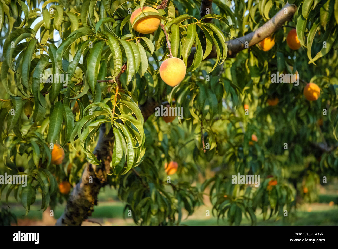 Georgia peach trees hi-res stock photography and images - Alamy