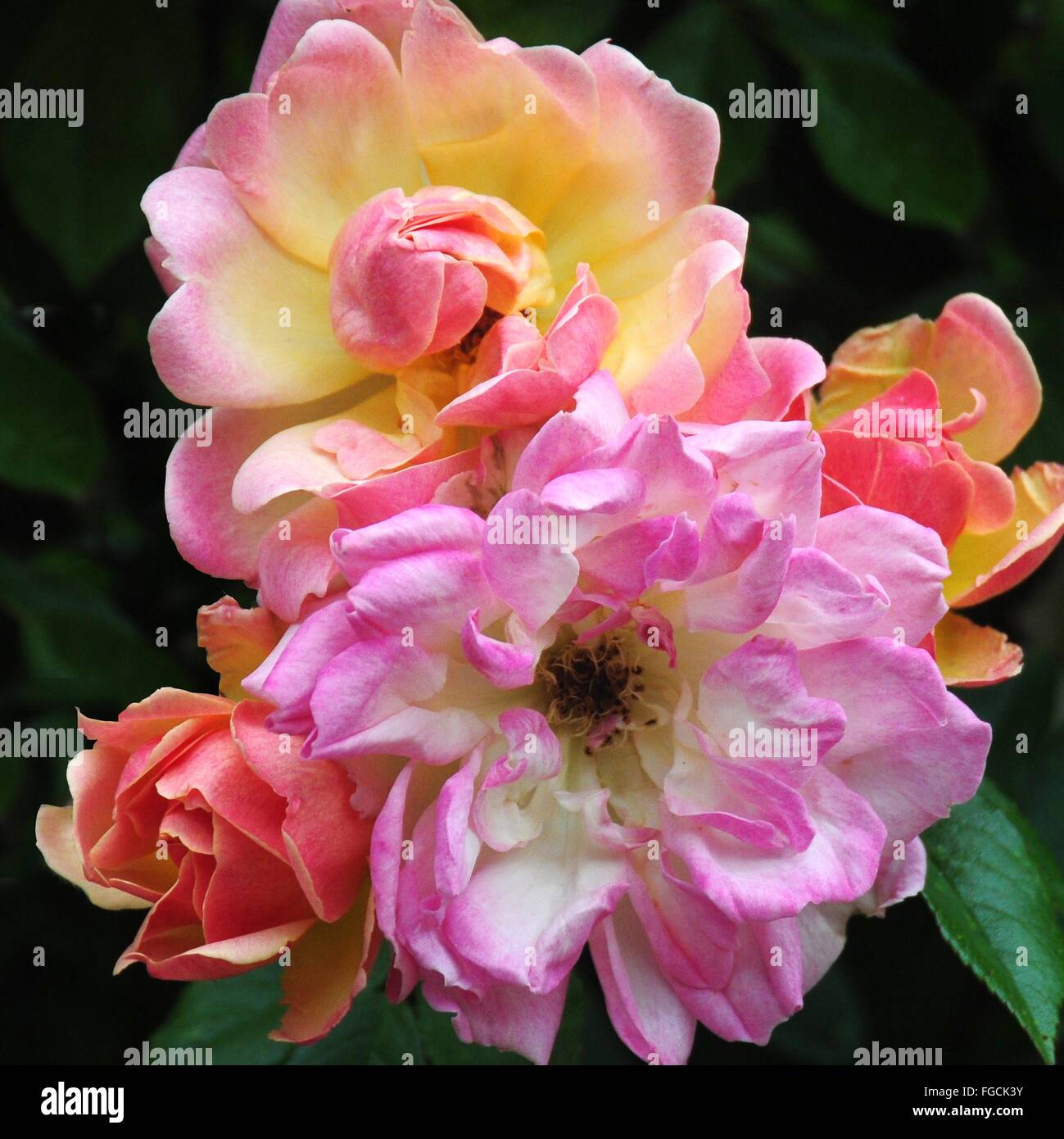 Phyliss hi-res stock photography and images - Alamy