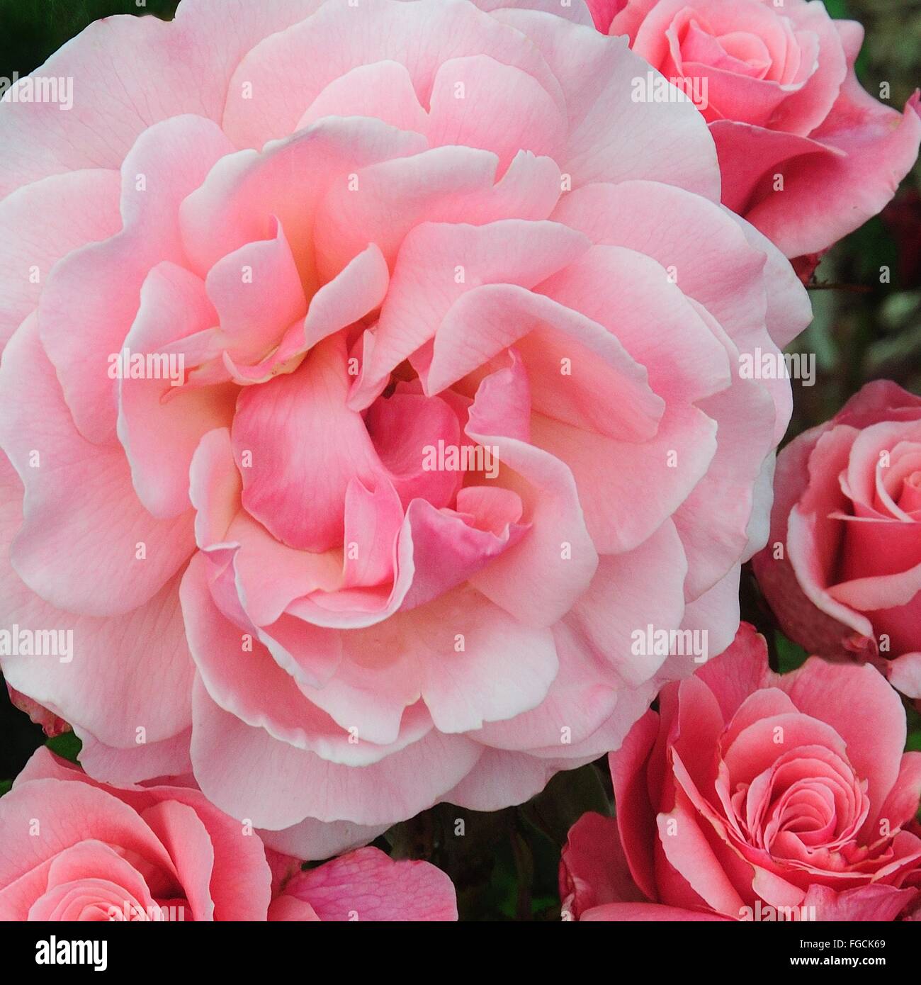 Rose tickled pink hi-res stock photography and images - Alamy