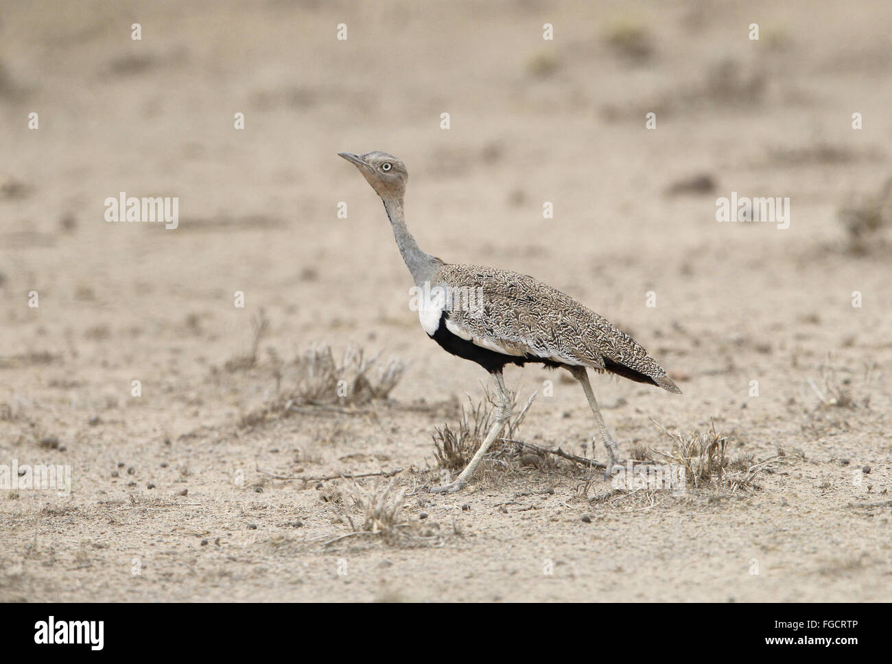Buff-crested Bustard (Lophotis gindiana) adult female, walking on sand ...