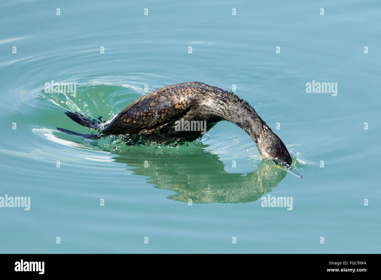 Great Cormorant (Phalacrocorax carbo) juvenile, diving to catch fish ...