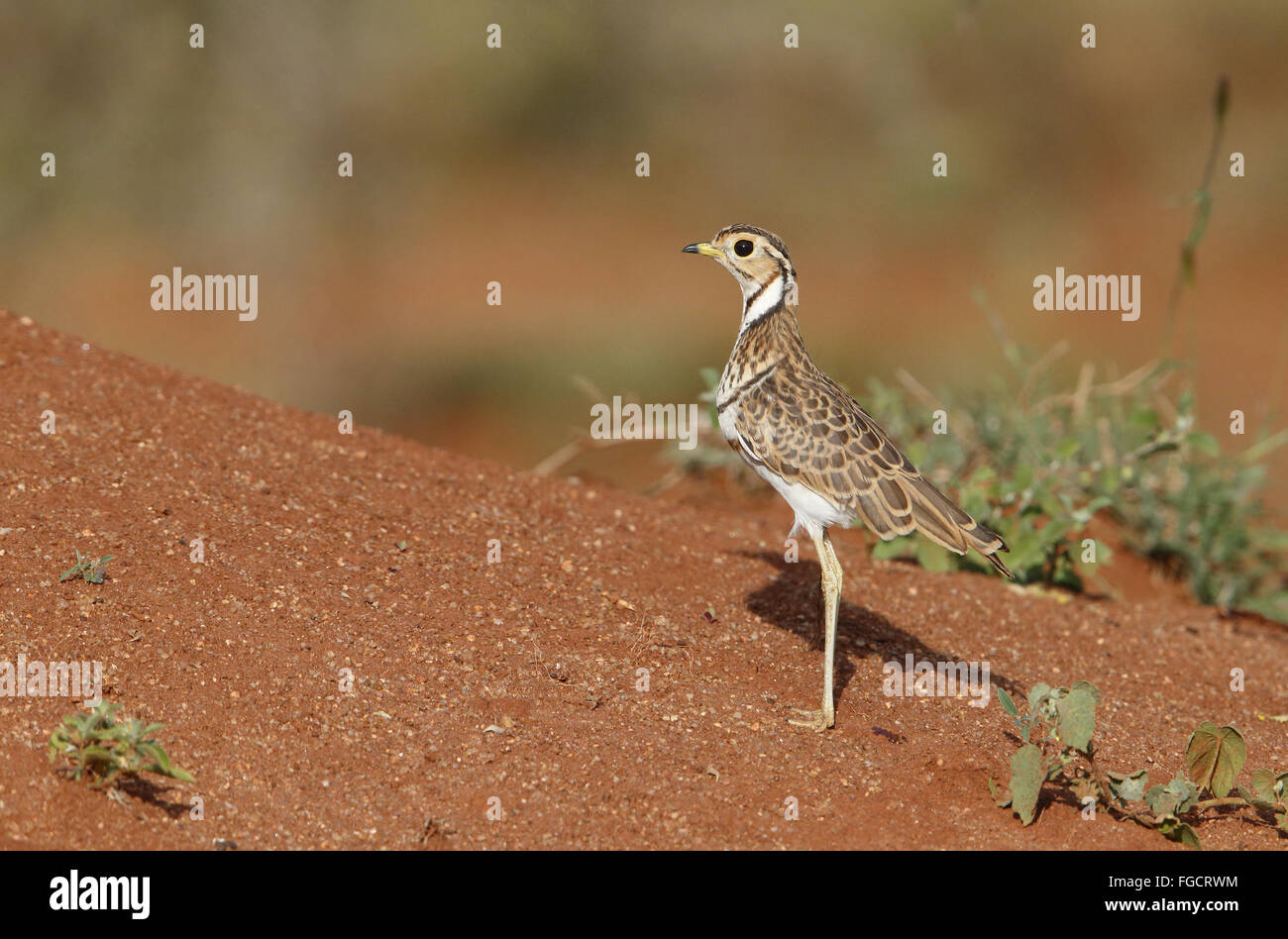 Cinctus hi-res stock photography and images - Alamy