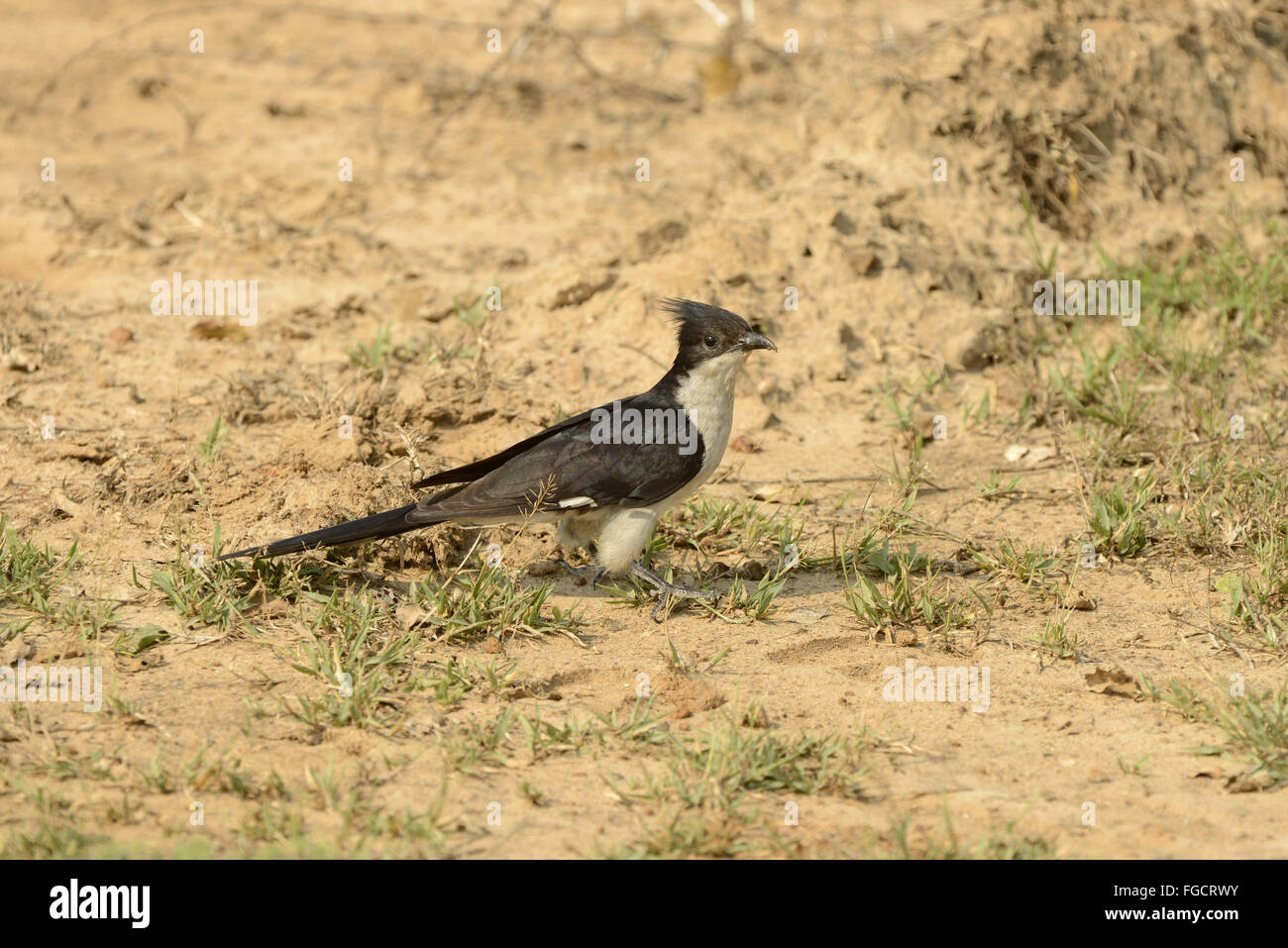 Jacobin Cuckoo (Clamator jacobinus) adult, standing on sandy ground ...