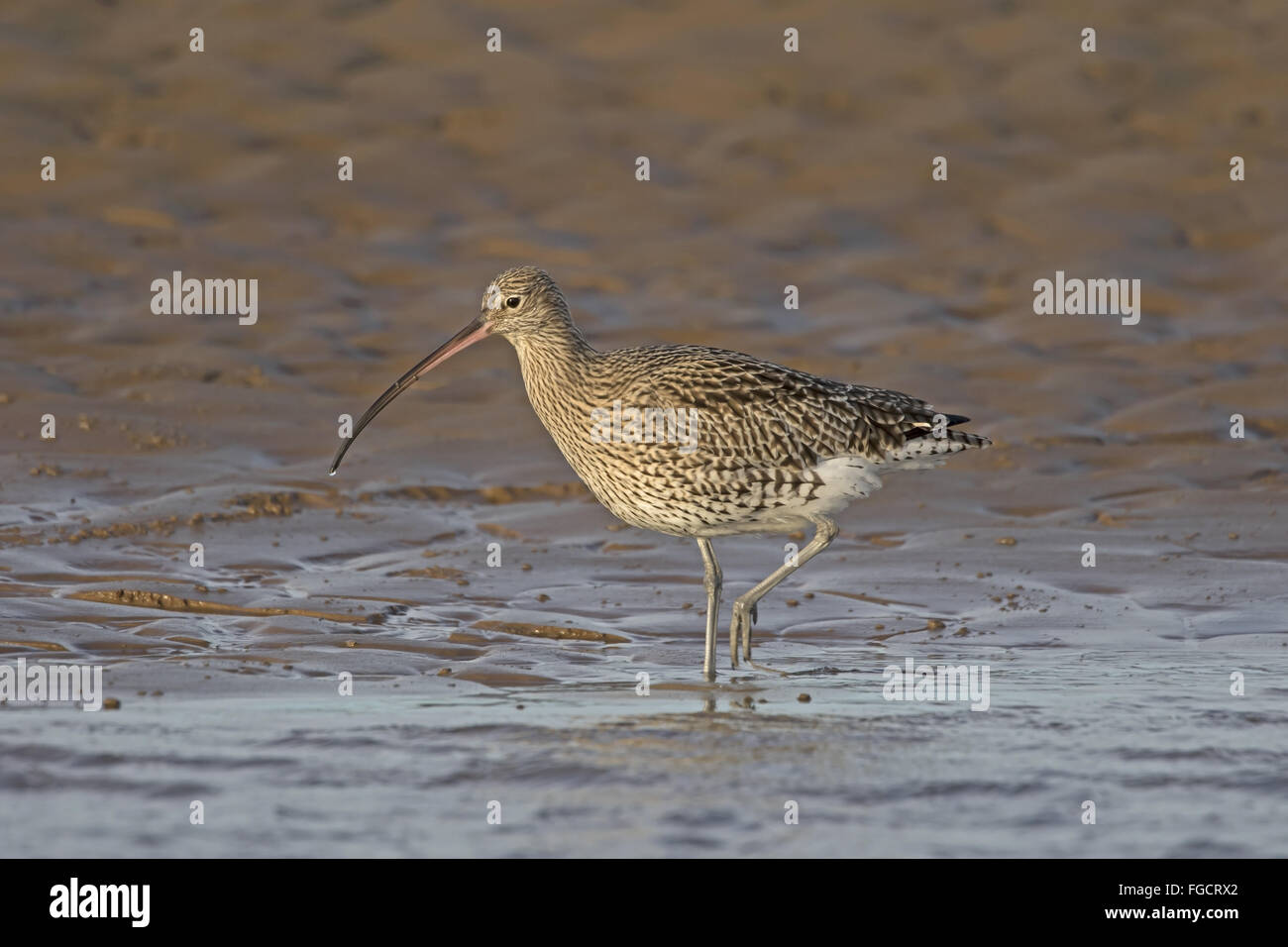 England norfolk birds mudflat hi-res stock photography and images - Alamy