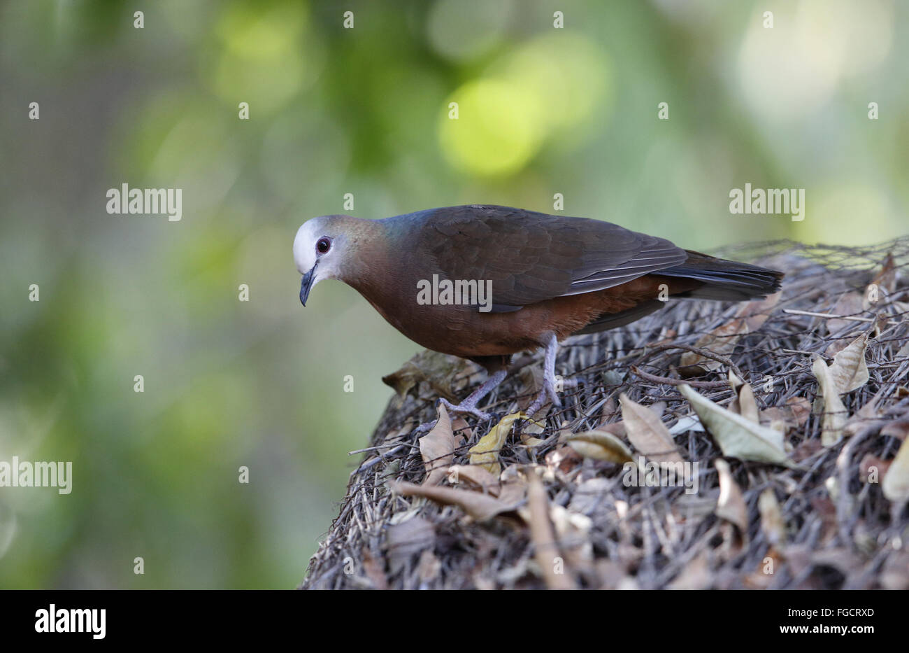 Lemon Dove (Aplopelia larvata) adult, walking on roof, Lake Langano ...