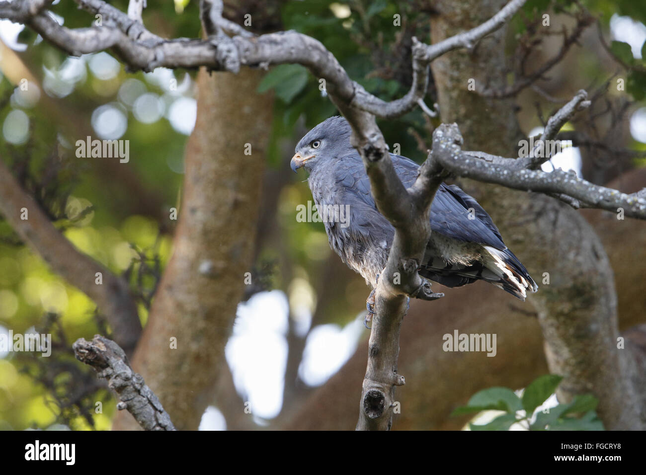 Western Banded Snake-eagle (Circaetus cinerascens) adult, perched on ...