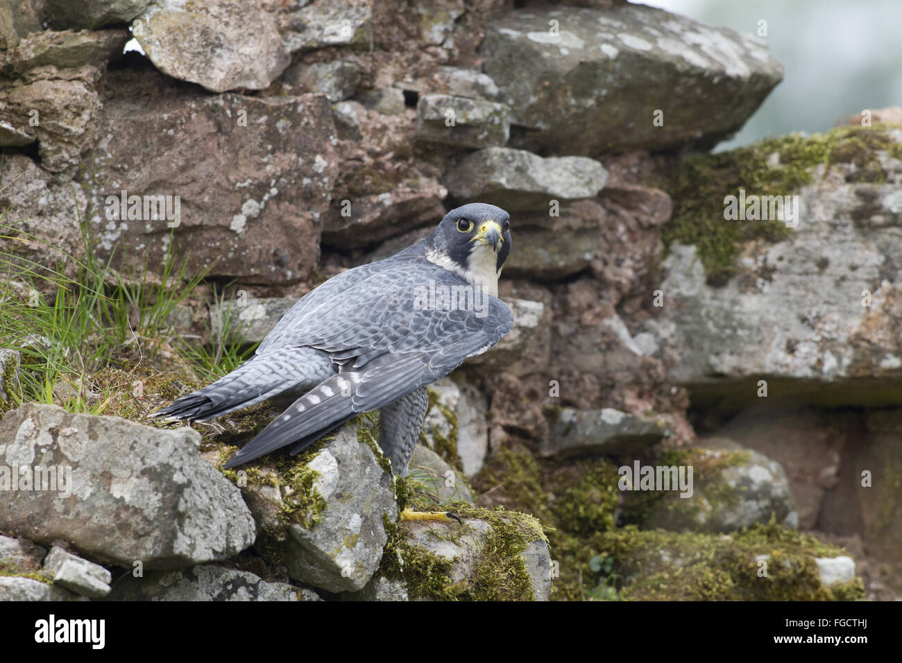 Peregrine Falcons Scotland High Resolution Stock Photography and Images ...