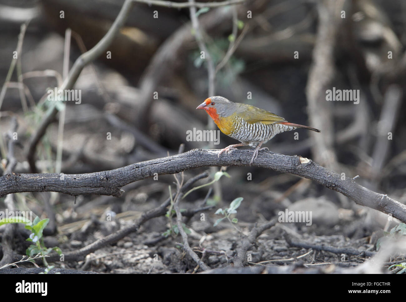 Green-winged Pytilia (Pytilia melba) adult male, perched on branch ...