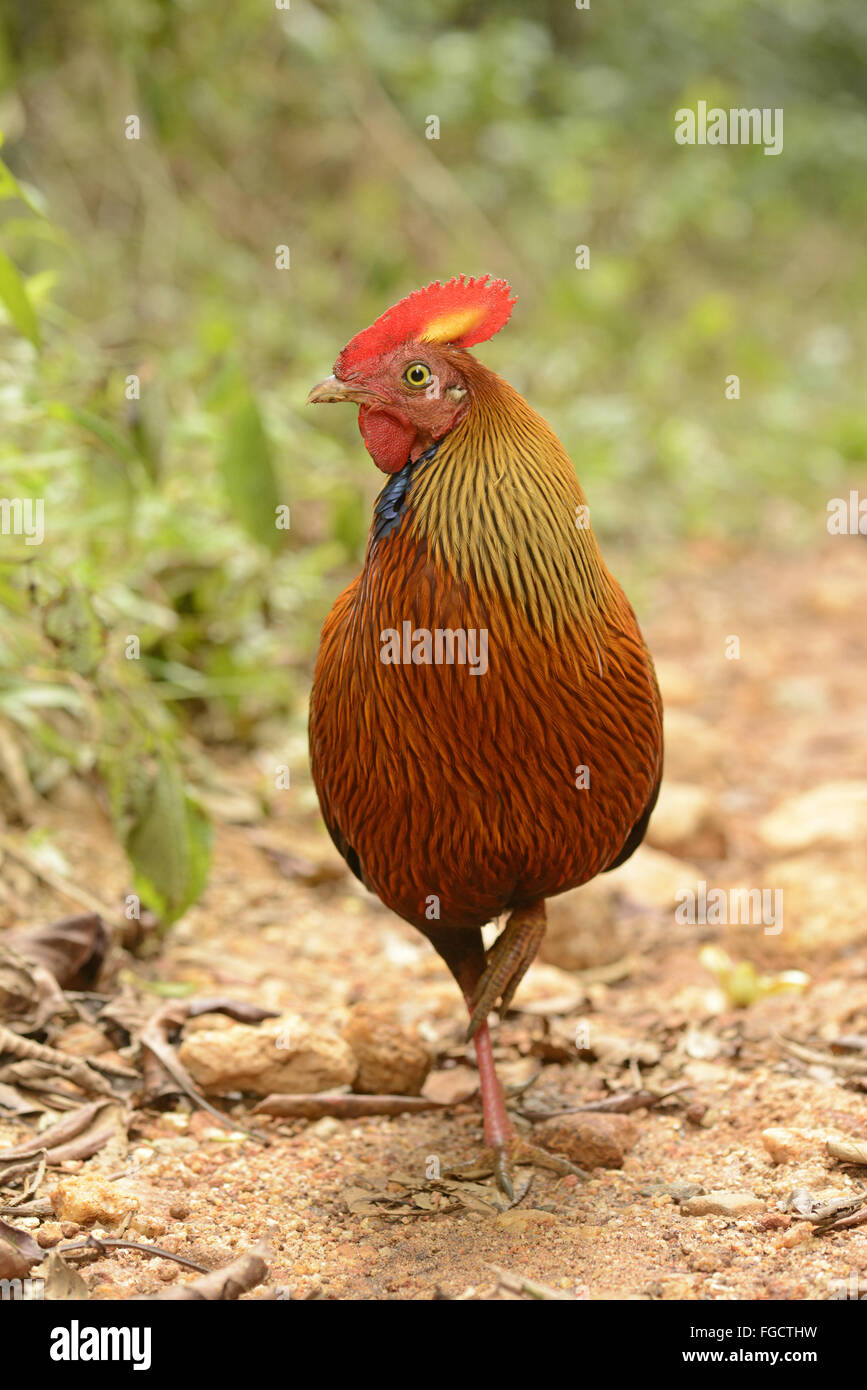 Junglefowl National Bird Sri Lanka High Resolution Stock Photography ...