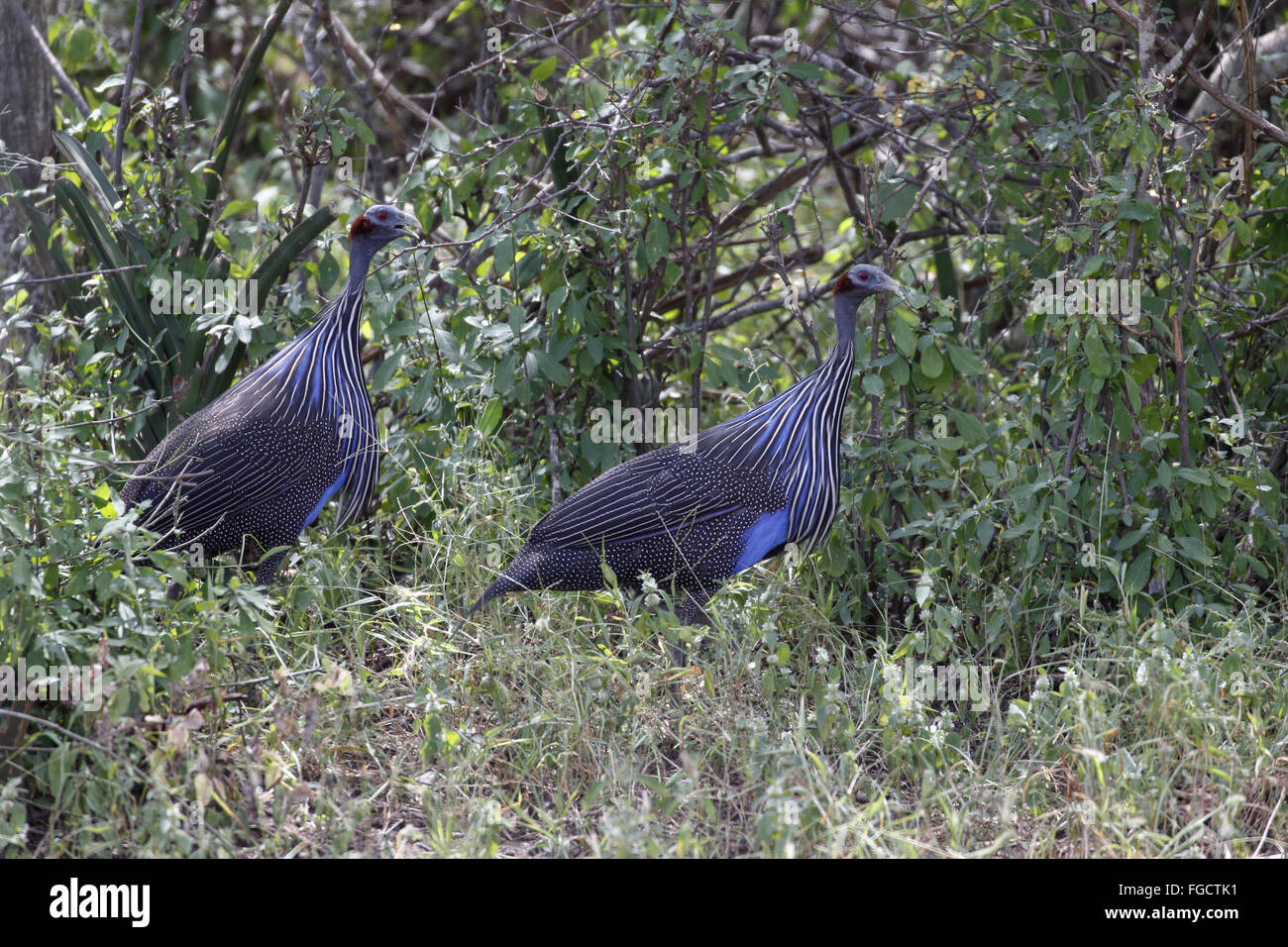 Vulturine Guineafowl (Acryllium vulturinum) two adults, walking in ...