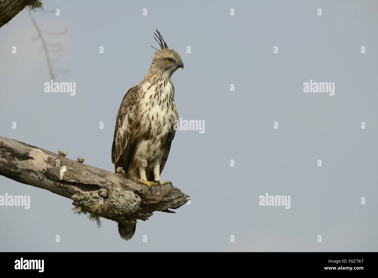 Changeable Hawk-eagle (Nisaetus cirrhatus ceylanensis) adult, perched ...