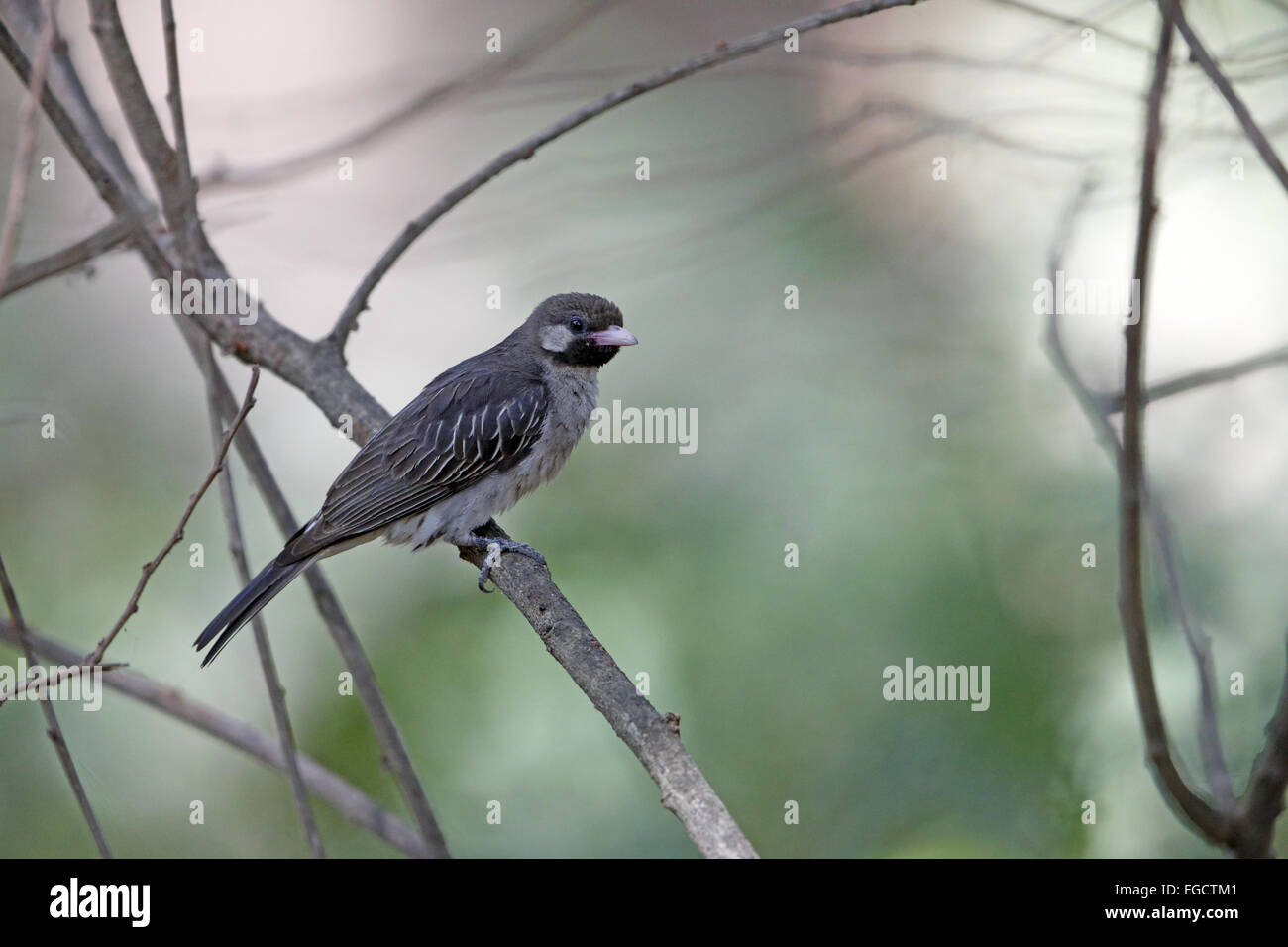 Indicator indicator greater honeyguide hi-res stock photography and ...