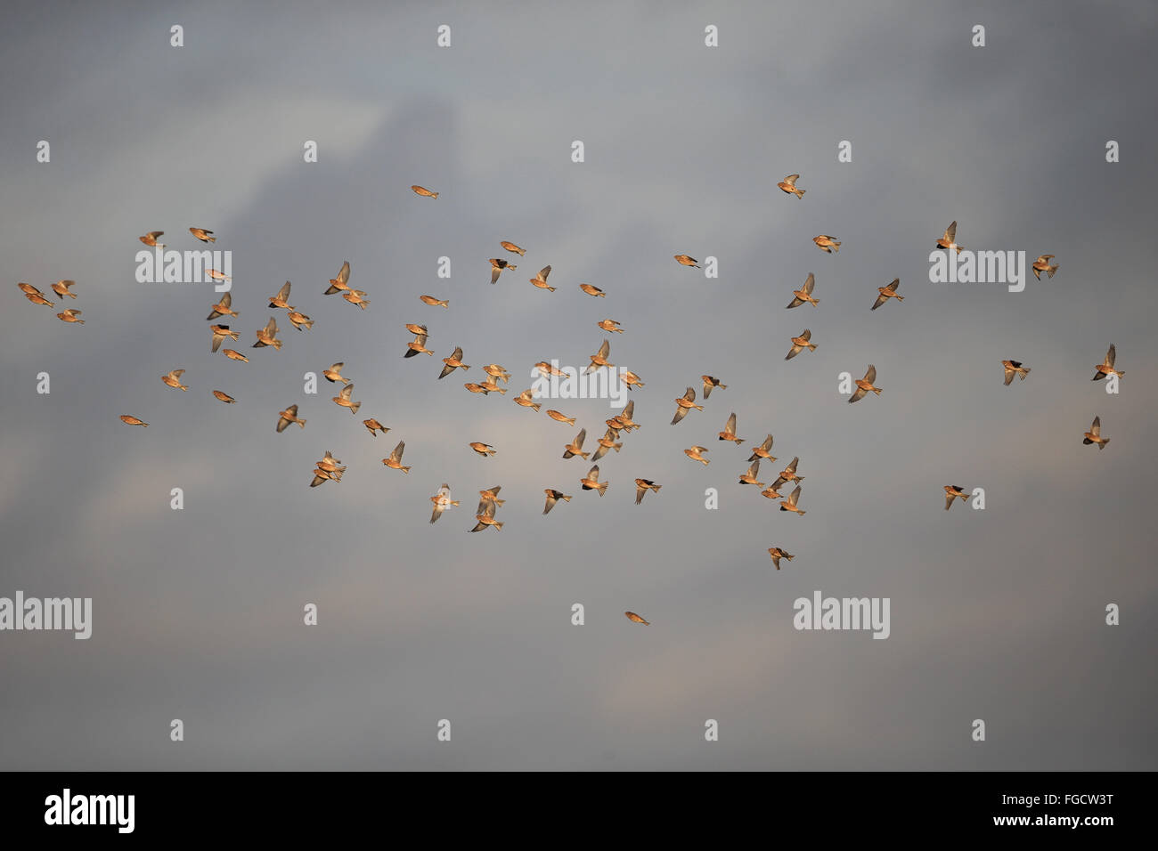 Eurasian Linnet (Linaria cannabina) flock, in flight, Norfolk, England ...