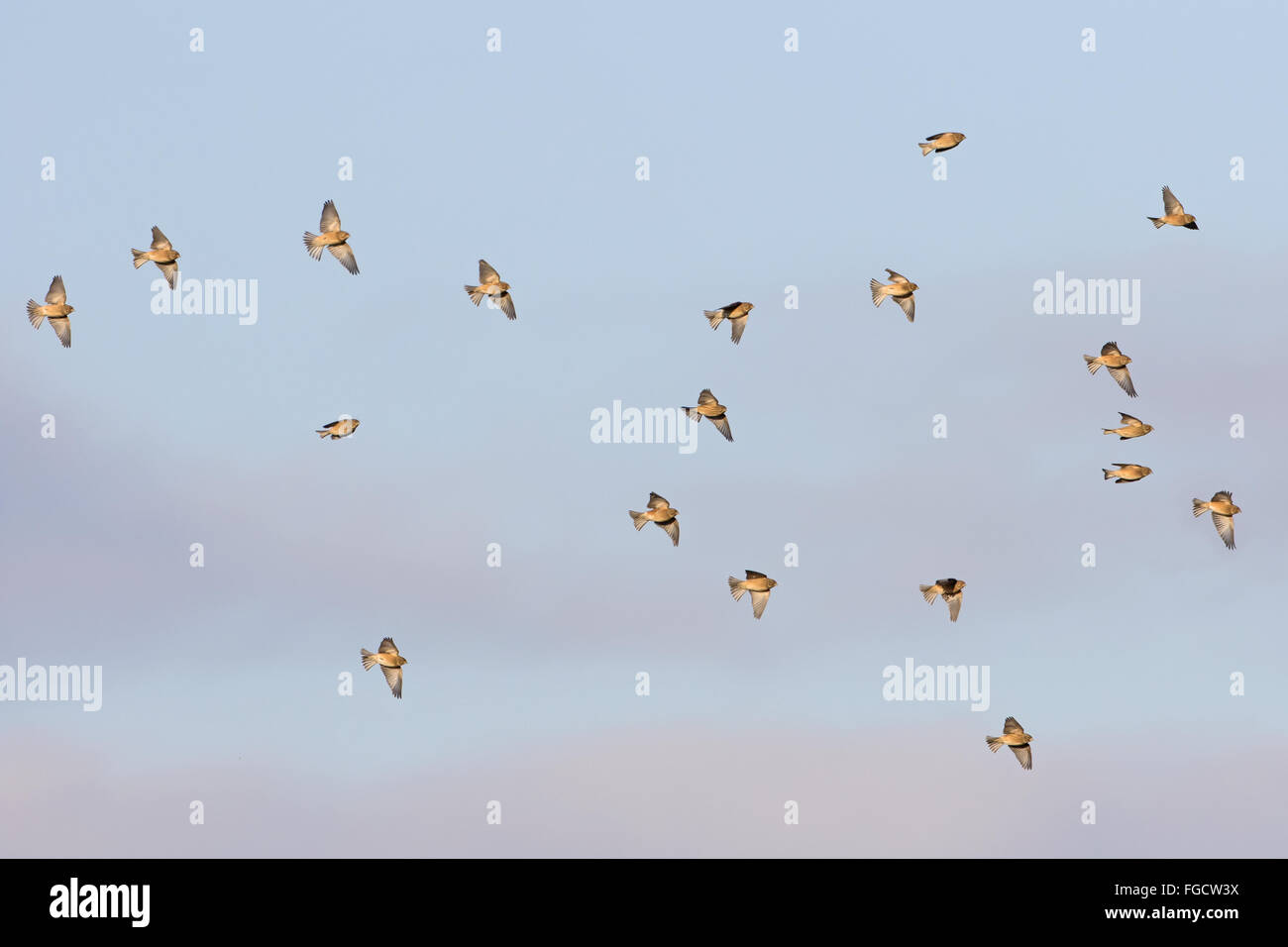 Eurasian Linnet (Linaria cannabina) flock, in flight, Norfolk, England ...