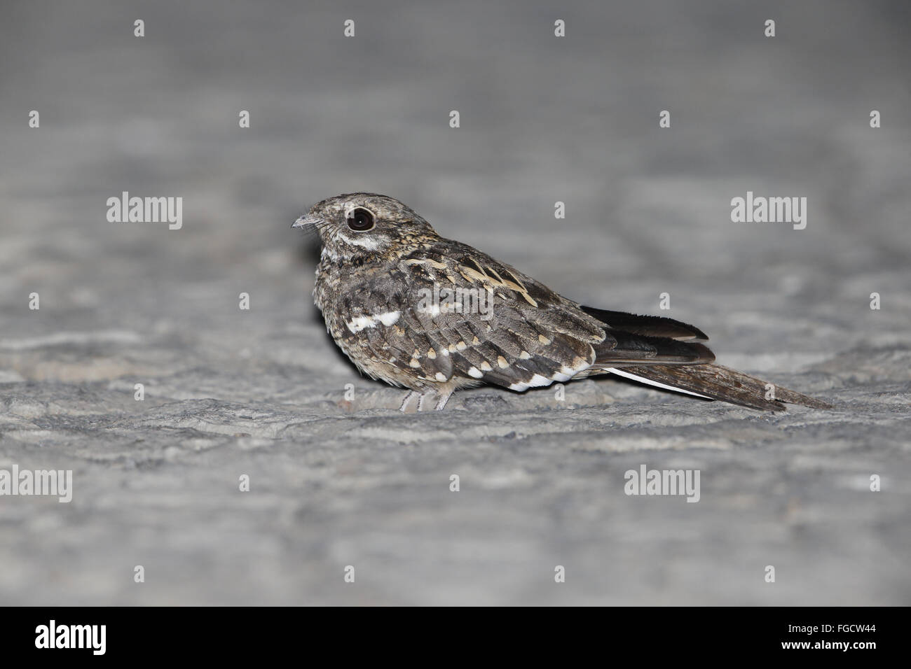 Males slender hi-res stock photography and images - Alamy