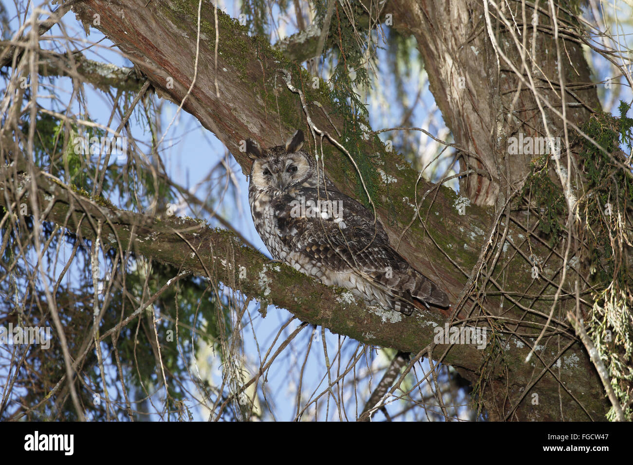 Abyssinian Owl (Asio abyssinicus) adult, roosting in tree during daytime, Bale National Park HQ ...