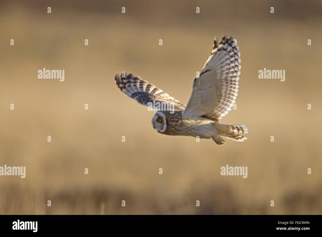 Short eared owl uk spring hi-res stock photography and images - Alamy