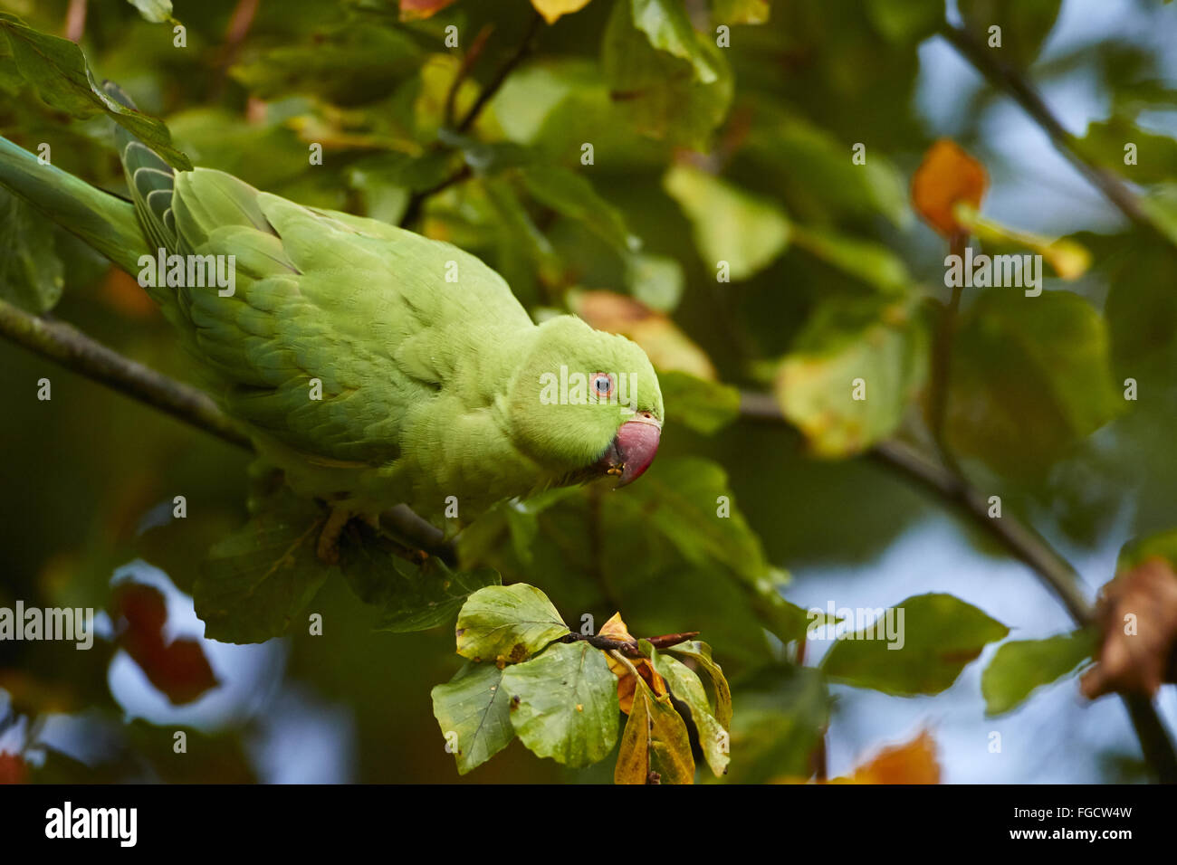 Rose-ringed Parakeet (Psittacula krameri) introduced species, adult ...