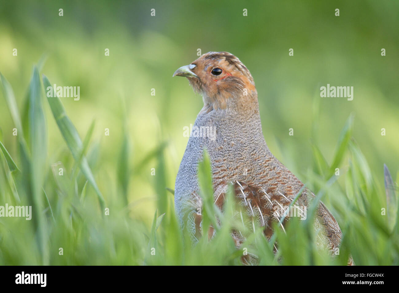 Grey Partridge (Perdix perdix) adult, standing amongst crop in arable ...