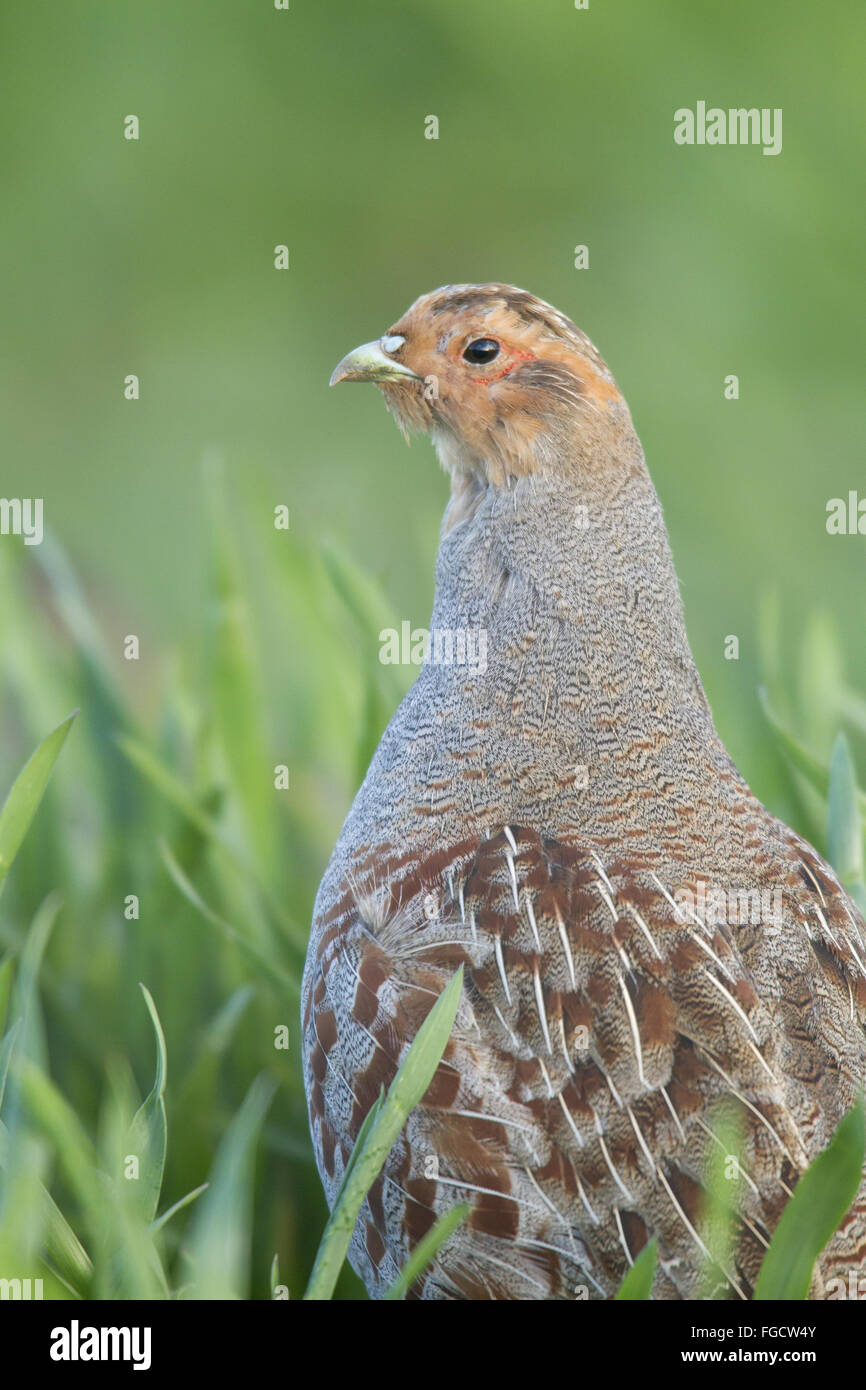 Grey Partridge (Perdix perdix) adult, standing amongst crop in arable ...