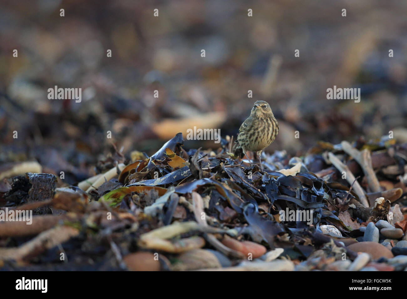 Strandlines hi-res stock photography and images - Alamy