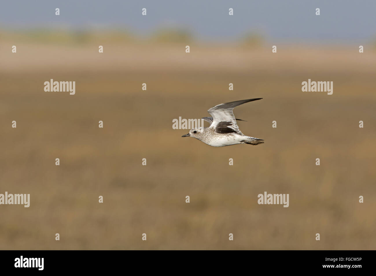 Black axillaries diagnostic to grey plover hi-res stock photography and ...