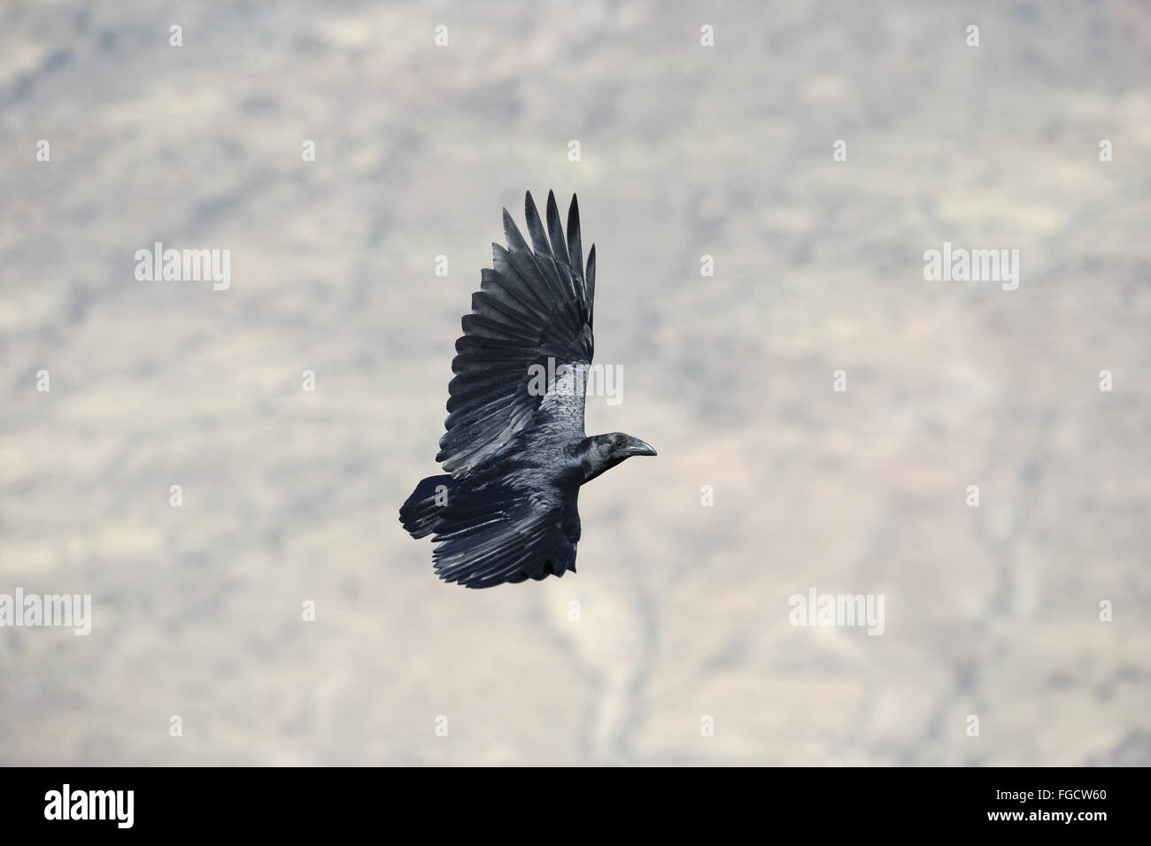 Fan-tailed Raven (Corvus rhipidurus) adult, in flight, Debre Libanos ...