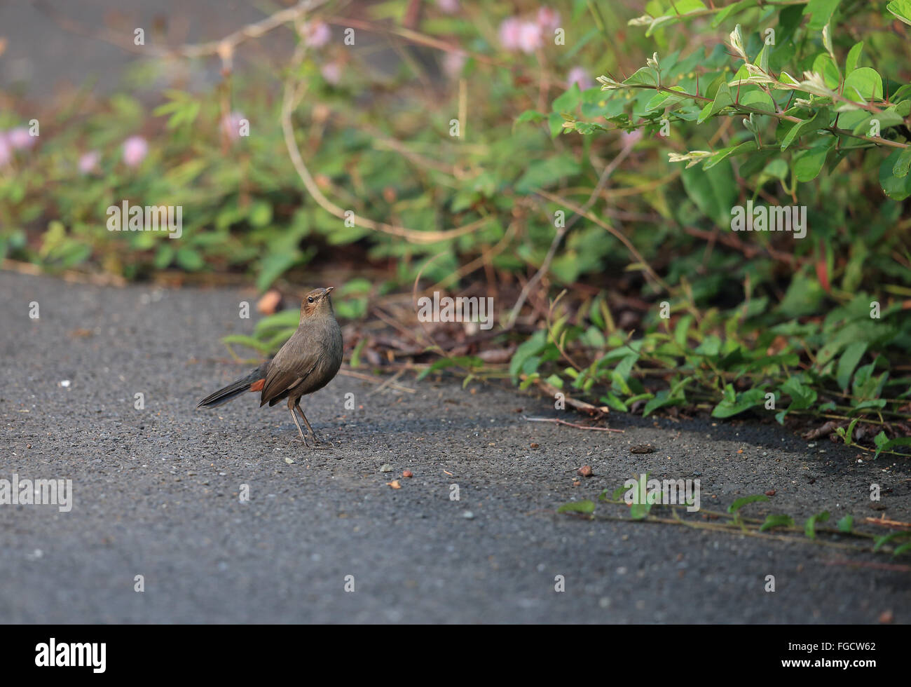Indian Robin (Saxicoloides fulicatus fulicatus) adult female, standing ...