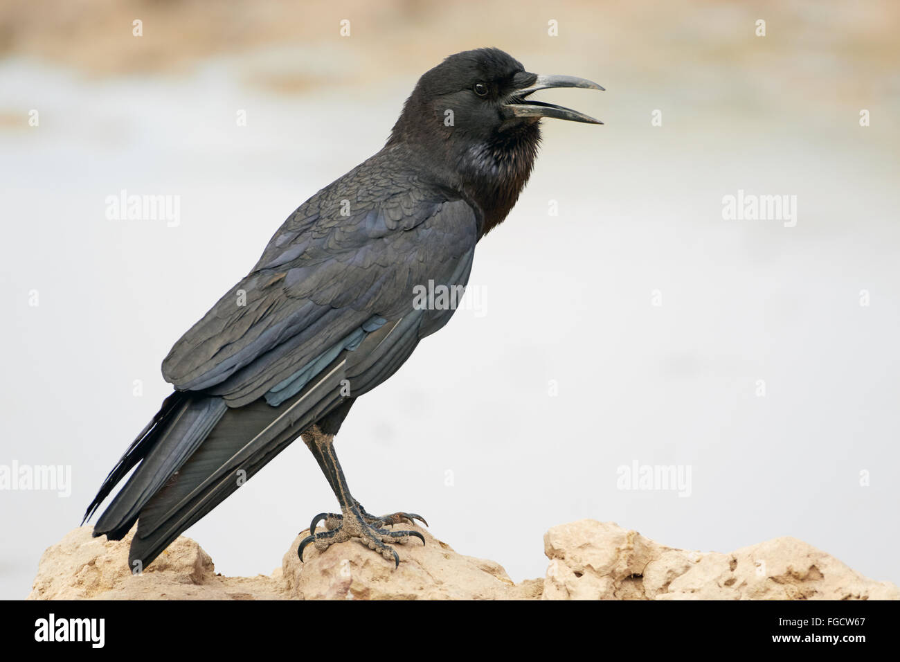 Cape Crow (Corvus capensis) adult, with beak open, standing at edge of ...