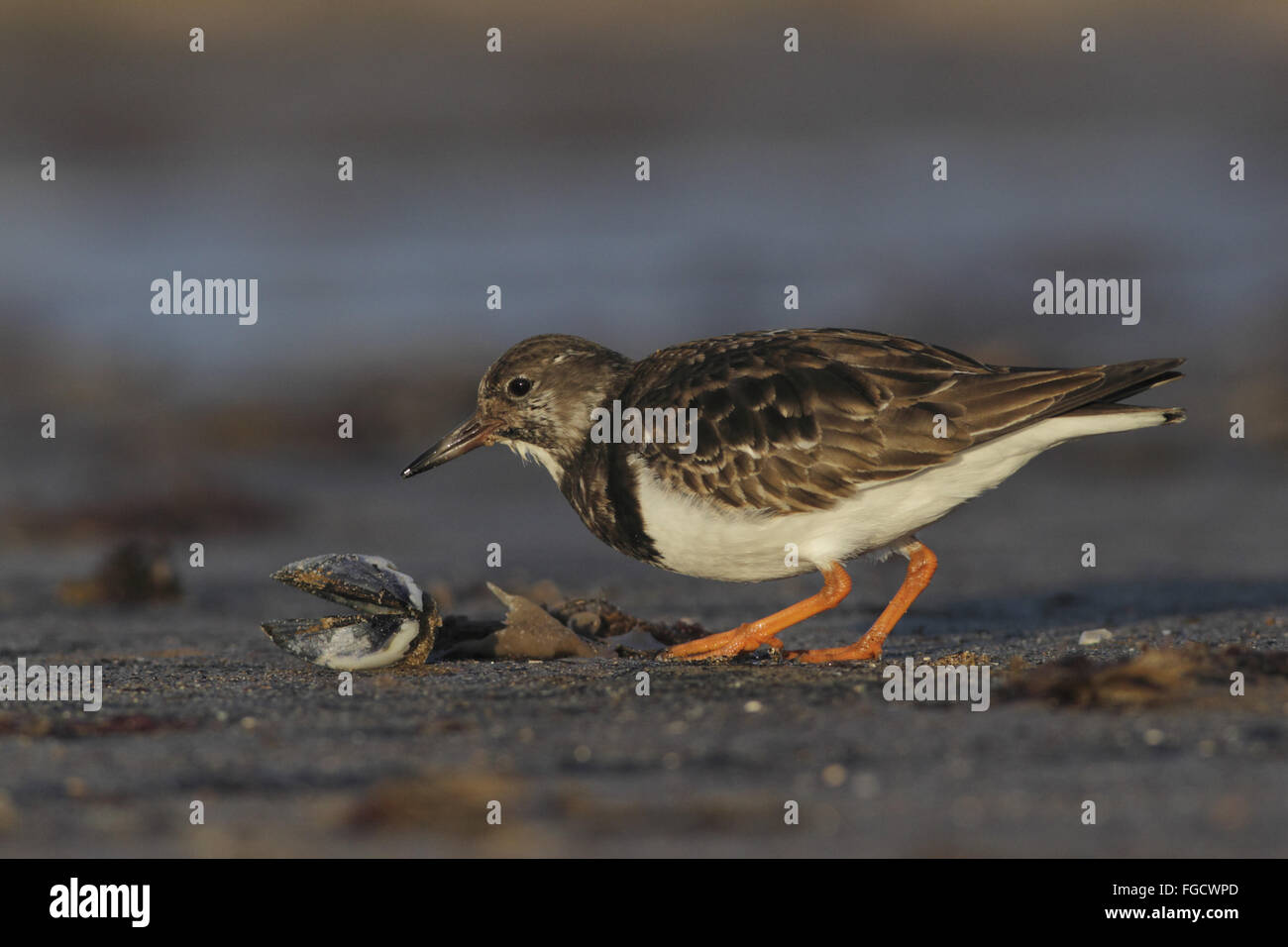 Ruddy Turnstone (Arenaria interpres) adult, non-breeding plumage ...