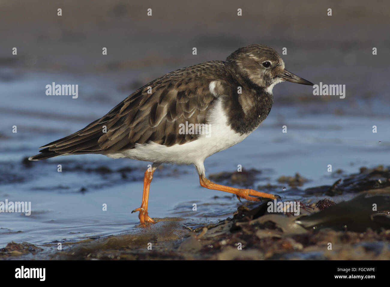 Ruddy Turnstone (Arenaria interpres) adult, non-breeding plumage ...