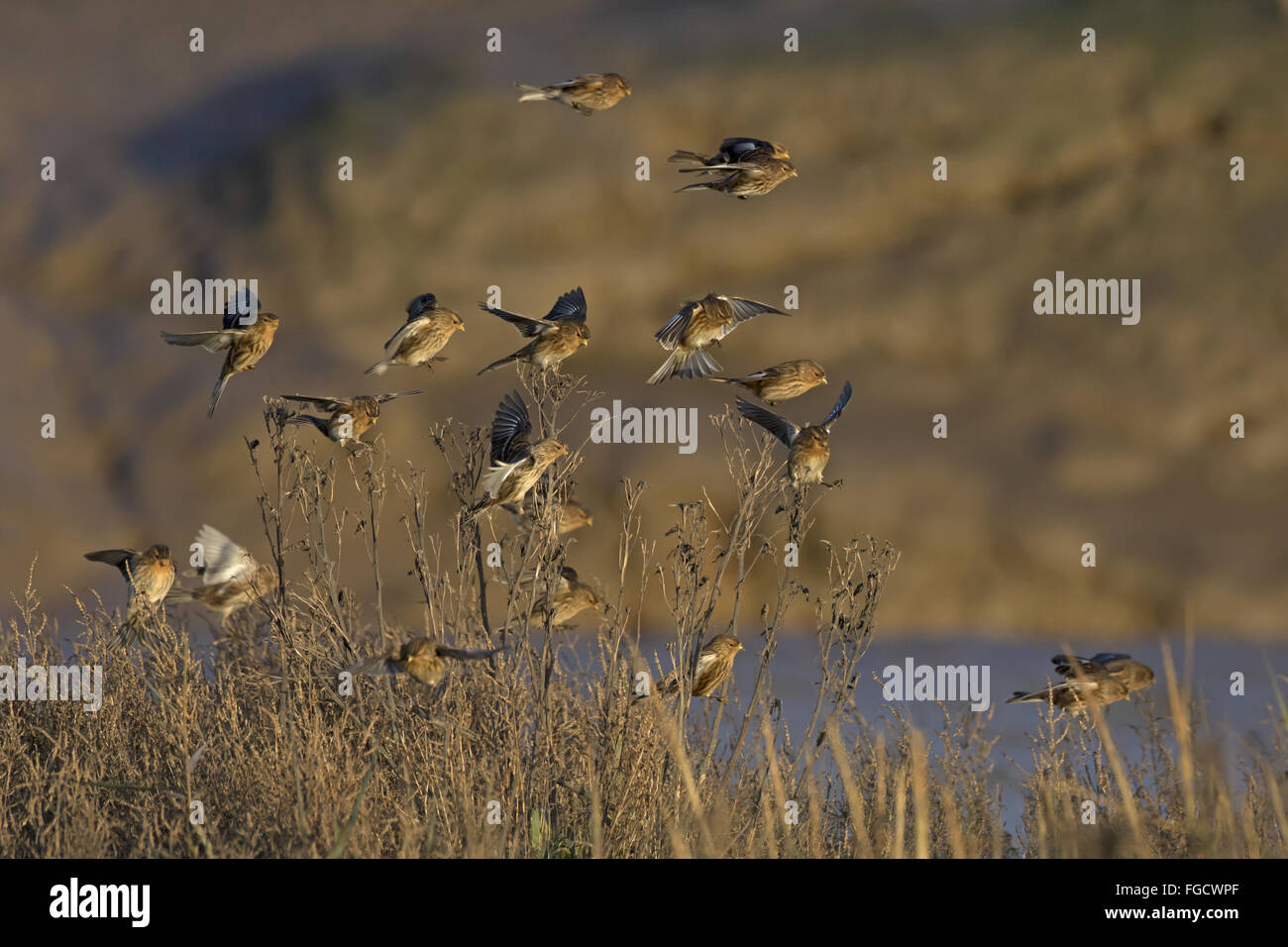 Twite (Acanthis flavirostris) flock, non-breeding plumage, in flight ...