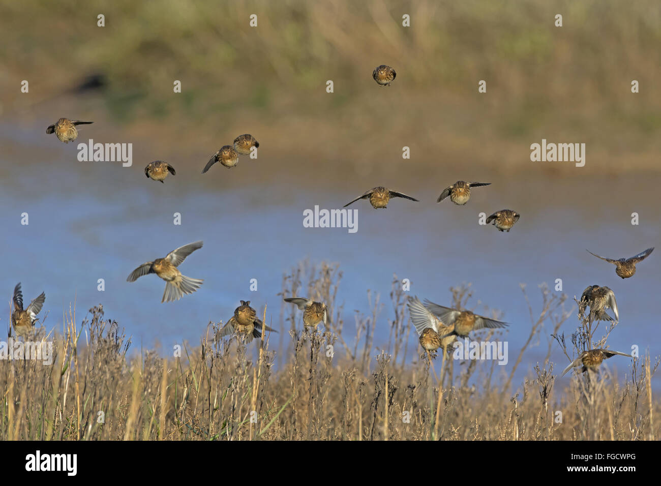 Twite (Acanthis flavirostris) flock, non-breeding plumage, in flight ...