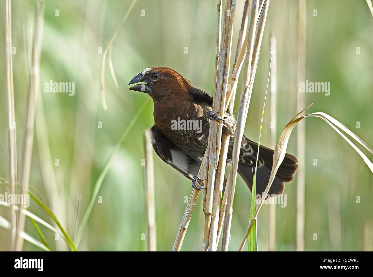 Greater weaver hi-res stock photography and images - Alamy