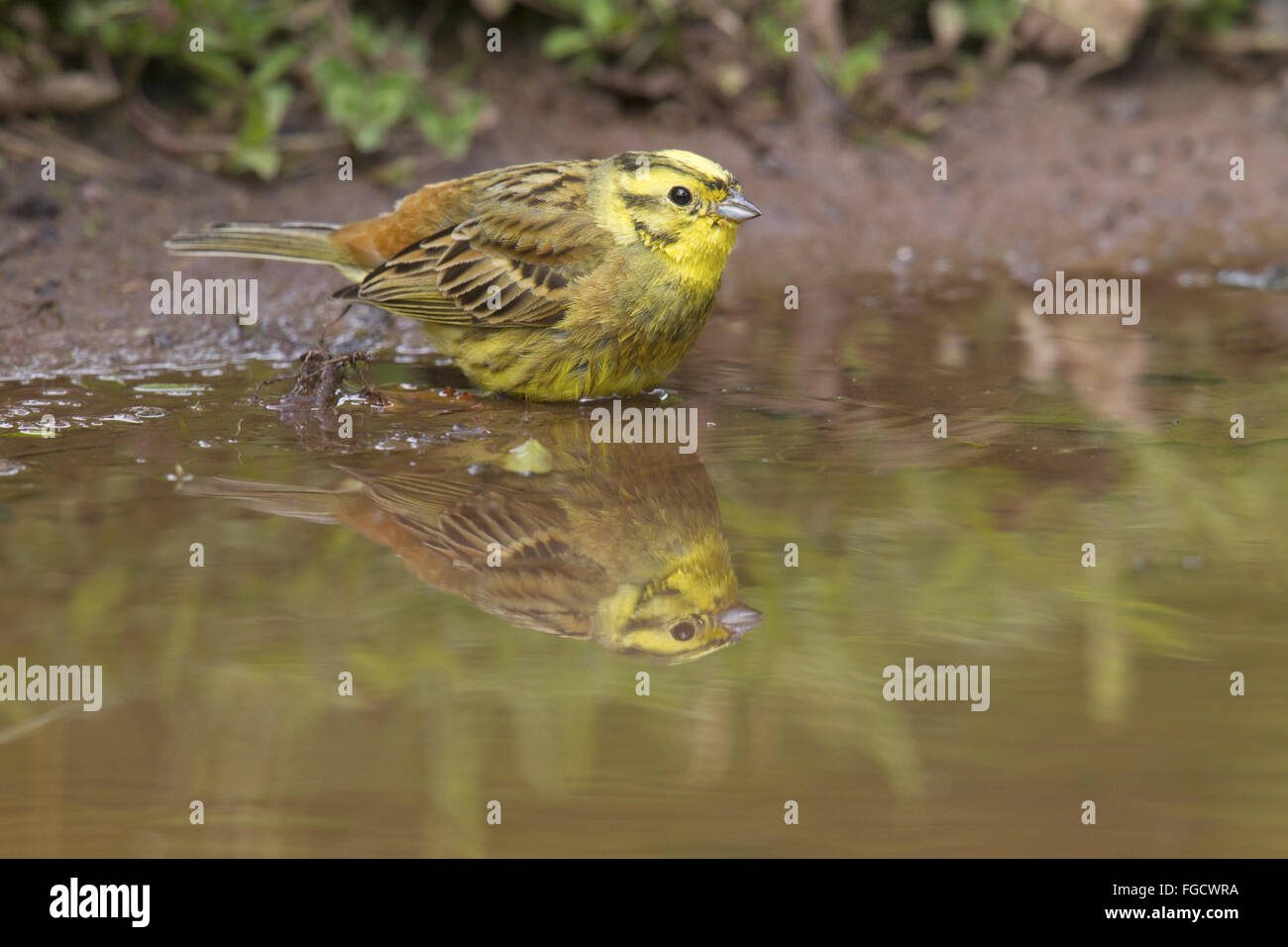Hammer ponds hi-res stock photography and images - Alamy