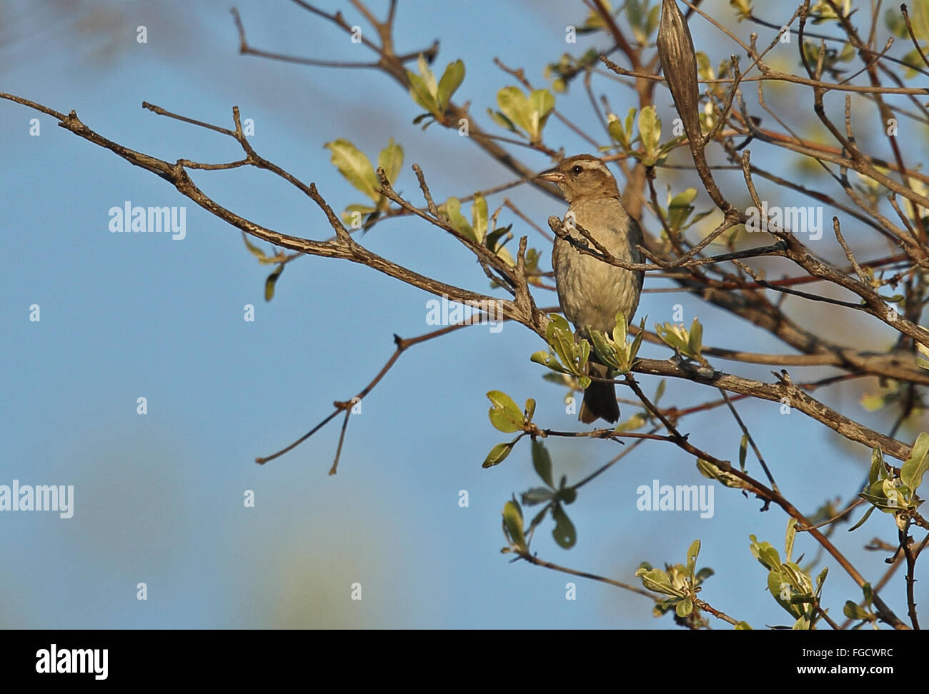 Yellow-throated Petronia (Petronia superciliaris bororensis) adult ...