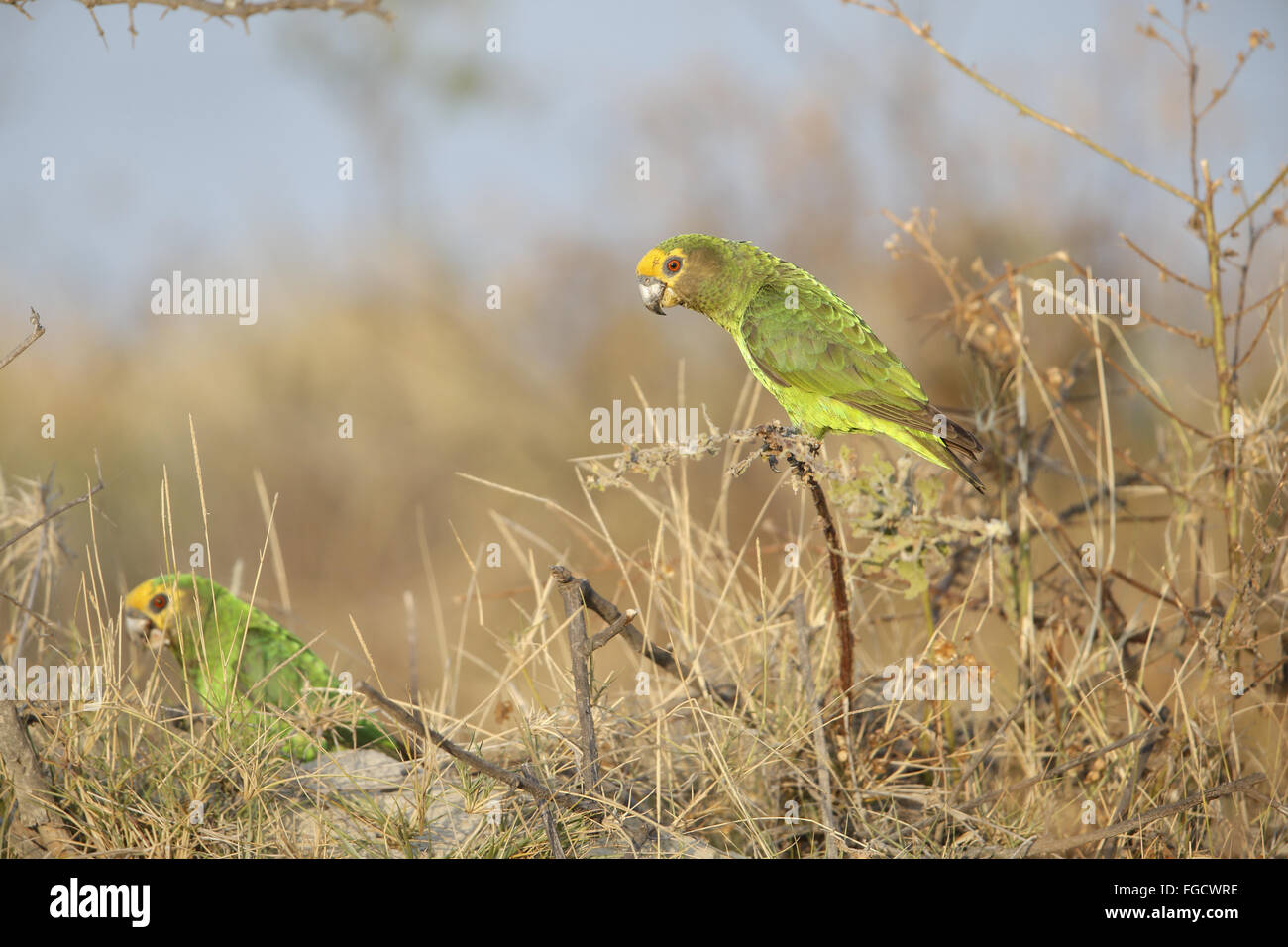 Two parrot hi-res stock photography and images - Alamy