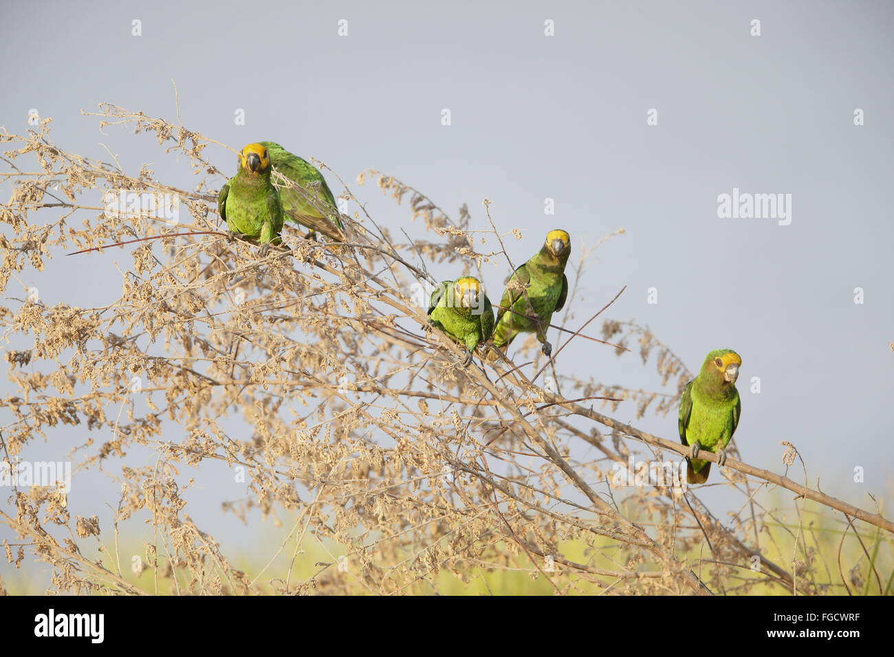 Ethiopia yellow fronted parrot hi-res stock photography and images - Alamy