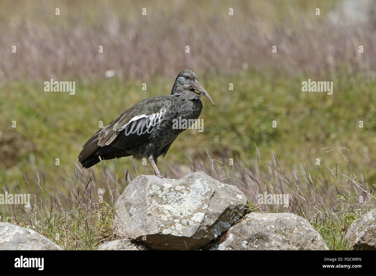 Wattled ibises bostrychia carunculata hi-res stock photography and ...